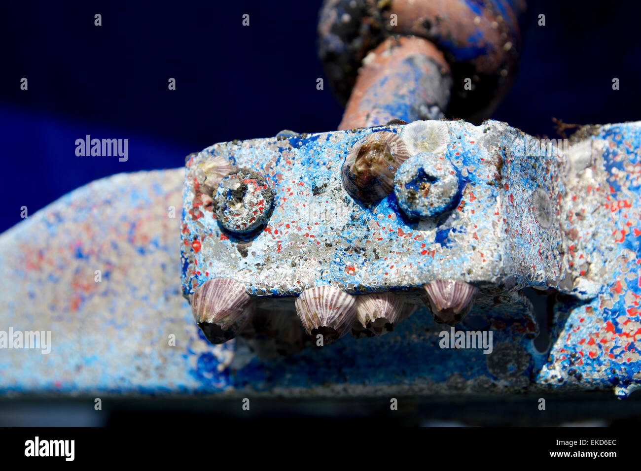 Barnacles in boat hull flap macro detail Stock Photo - Alamy