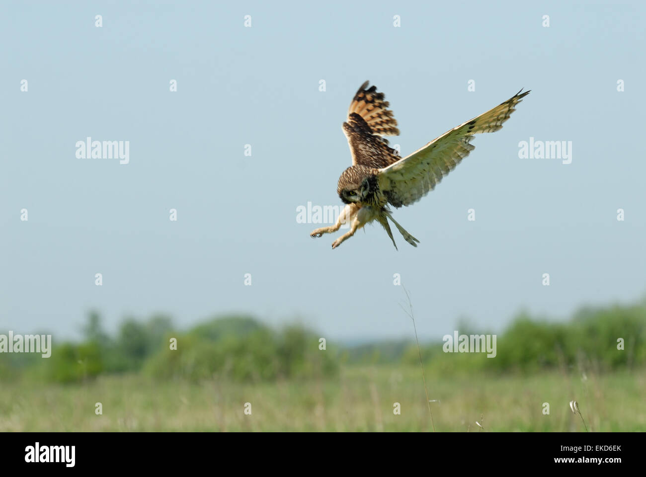 Short eared hi-res stock photography and images - Alamy