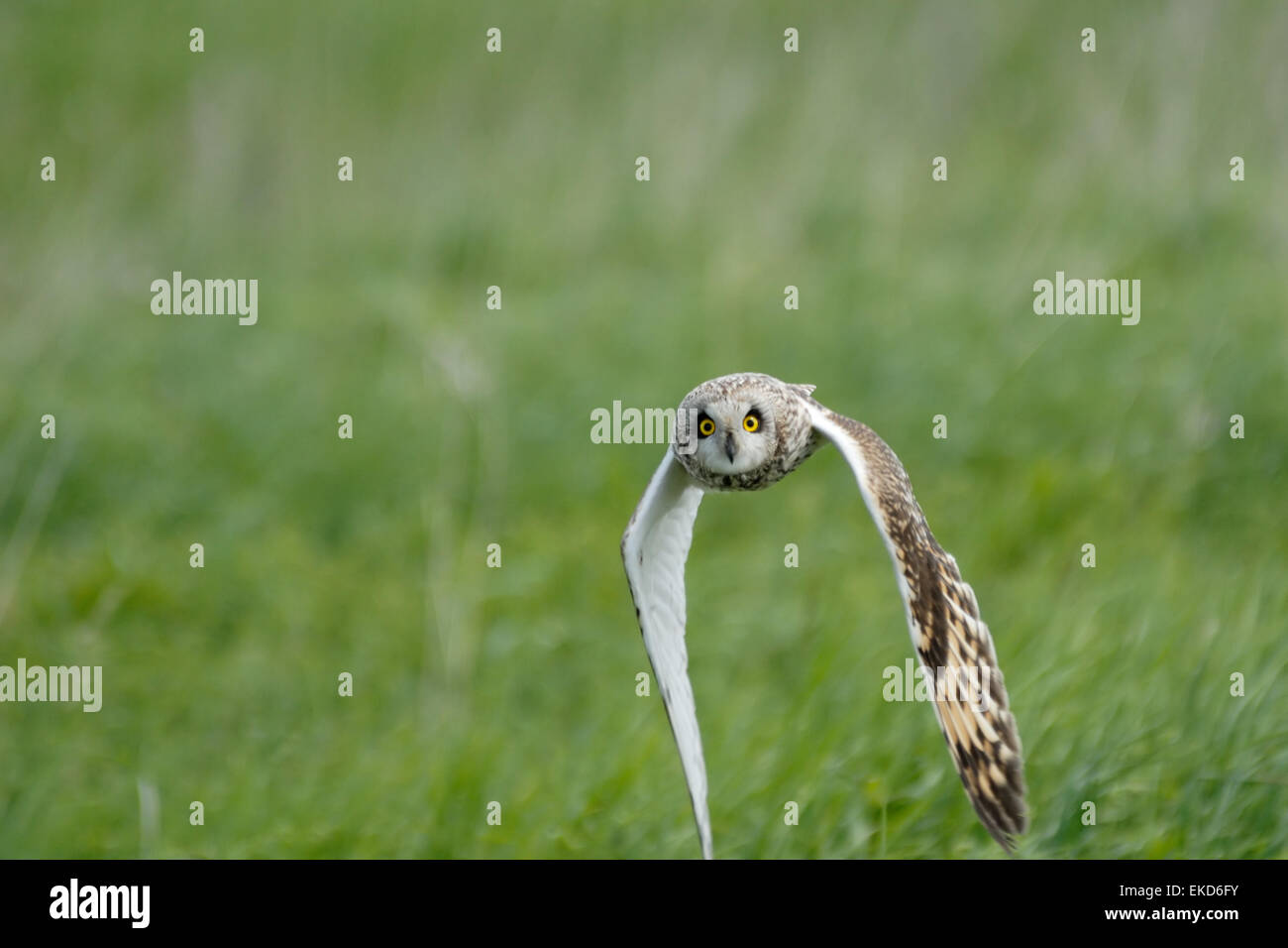 Short-eared Owl near the nest at the meadow Stock Photo - Alamy