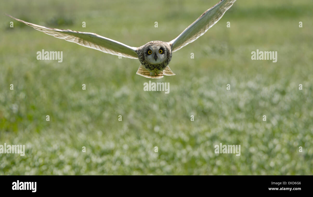 Short grass nest hi-res stock photography and images - Alamy