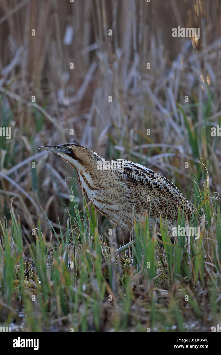 Bittern (Botaurus stellaris Stock Photo - Alamy