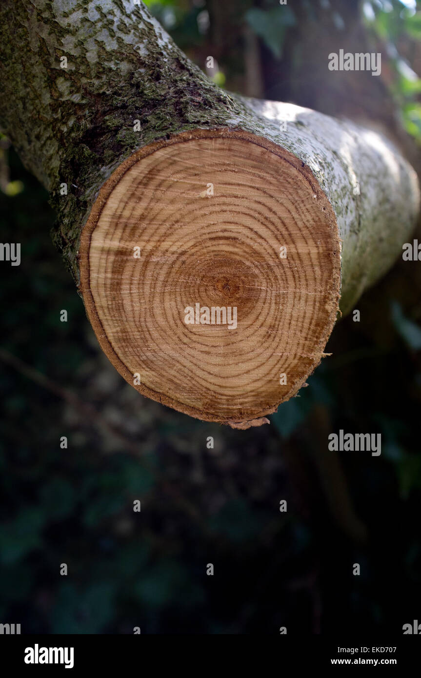 Tree rings hi-res stock photography and images - Alamy