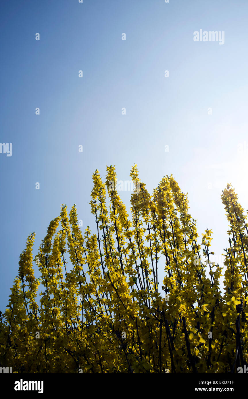 Bright yellow blossom flowers against a blue sky Stock Photo - Alamy