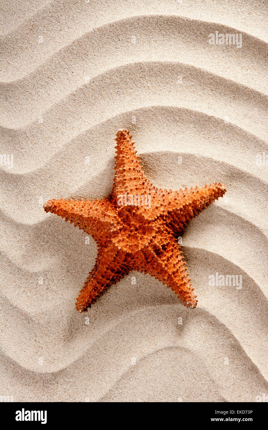 beach white wavy sand starfish summer vacation Stock Photo - Alamy