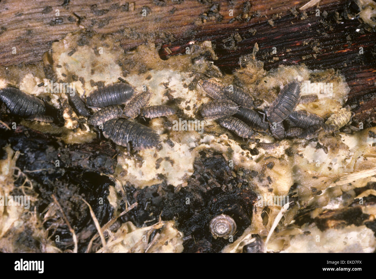 Woodlice hi-res stock photography and images - Alamy