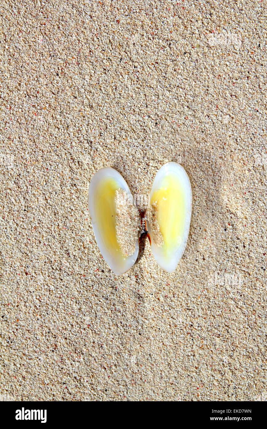 clams shell open in caribbean beach sand Stock Photo - Alamy