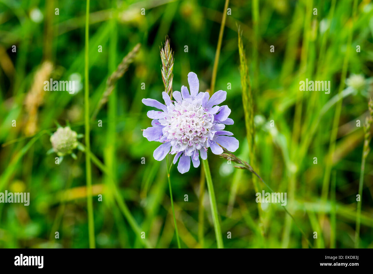 Small scabious Scabiosa columbaria, Cressbrook Dale NNR Peak District ...