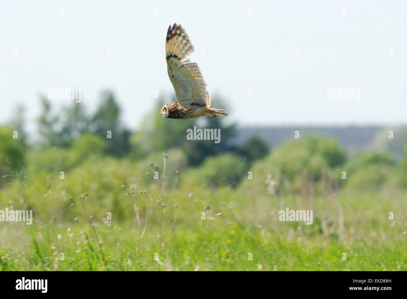 Short grass nest hi-res stock photography and images - Alamy