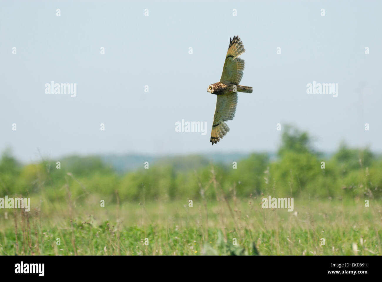 Short grass nest hi-res stock photography and images - Alamy