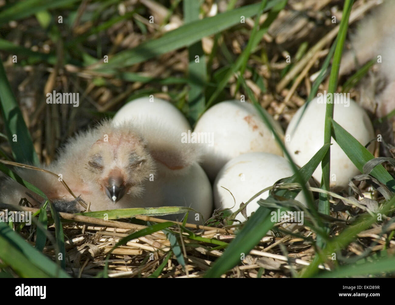 Owl Eggs Hatching