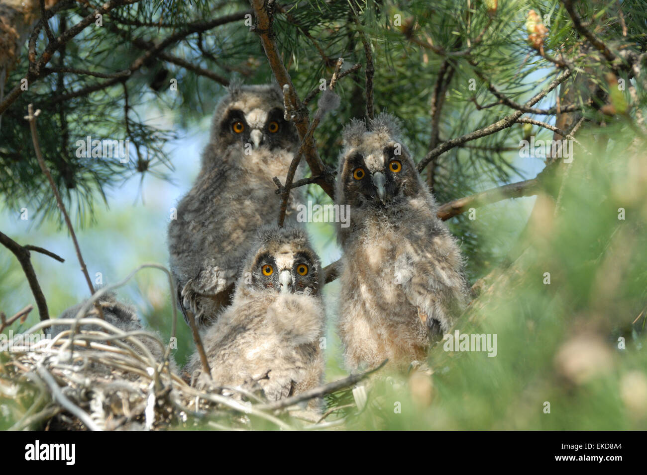 Nestlings nest raptor predator bird of prey hi-res stock photography ...