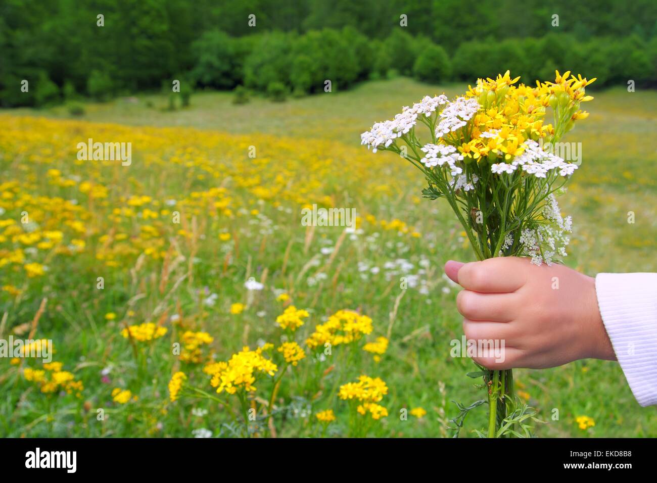 Children hand hold flowers in spring meadow Stock Photo - Alamy