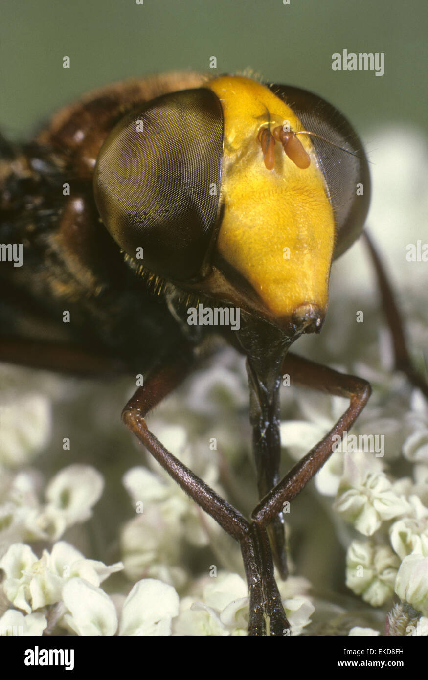 Volucella zonaria hi-res stock photography and images - Alamy