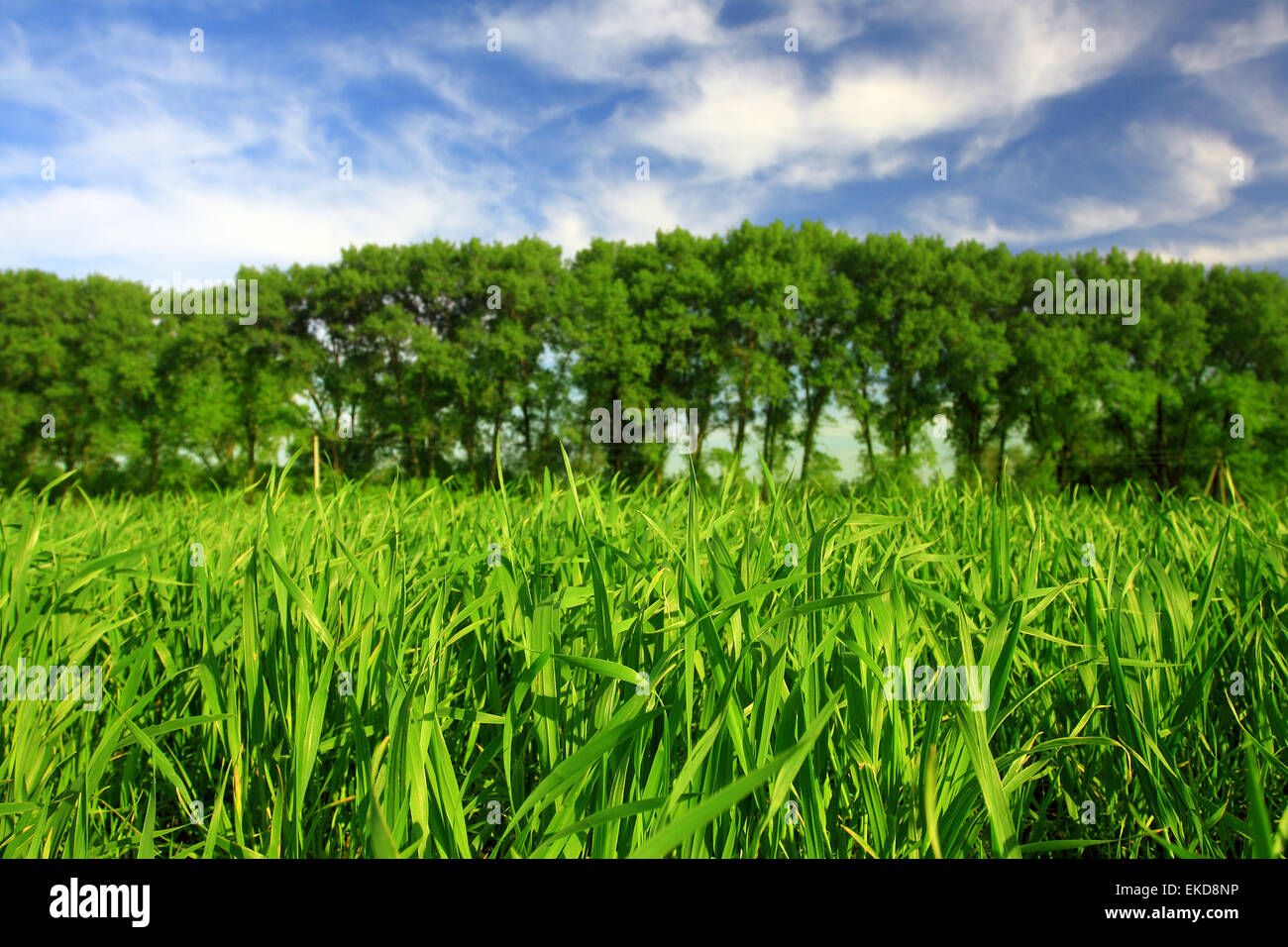 Green field in spring Stock Photo - Alamy