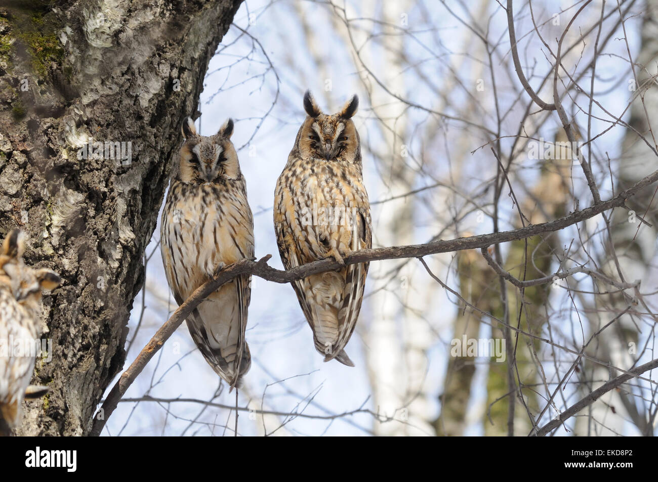 Long-eared Owl at the tree Stock Photo - Alamy