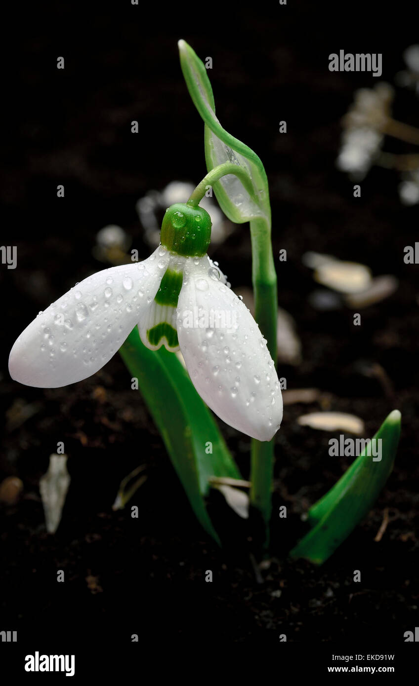 Messenger of spring Stock Photo - Alamy