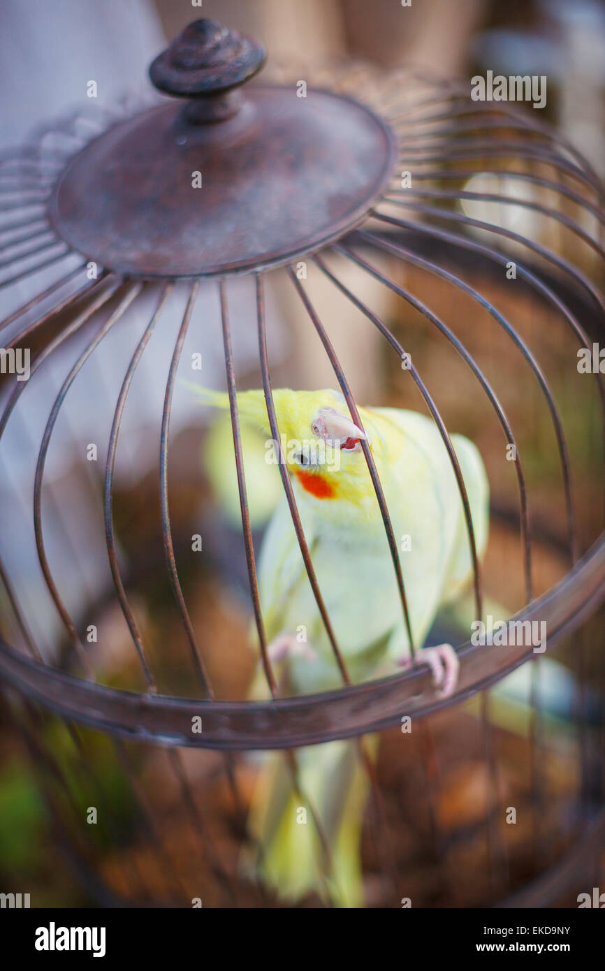 One parrot cockatiel Stock Photo - Alamy