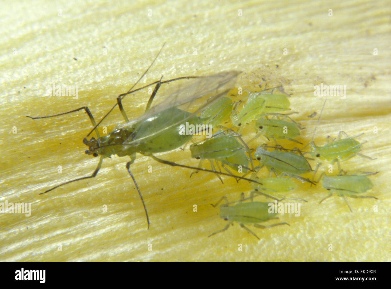 Group of insects hi-res stock photography and images - Alamy