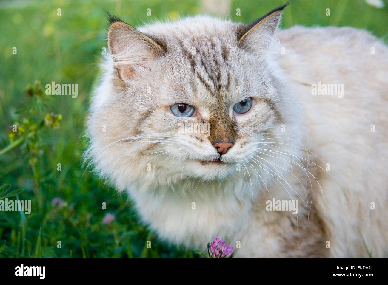 Angry cat in the garden Stock Photo - Alamy