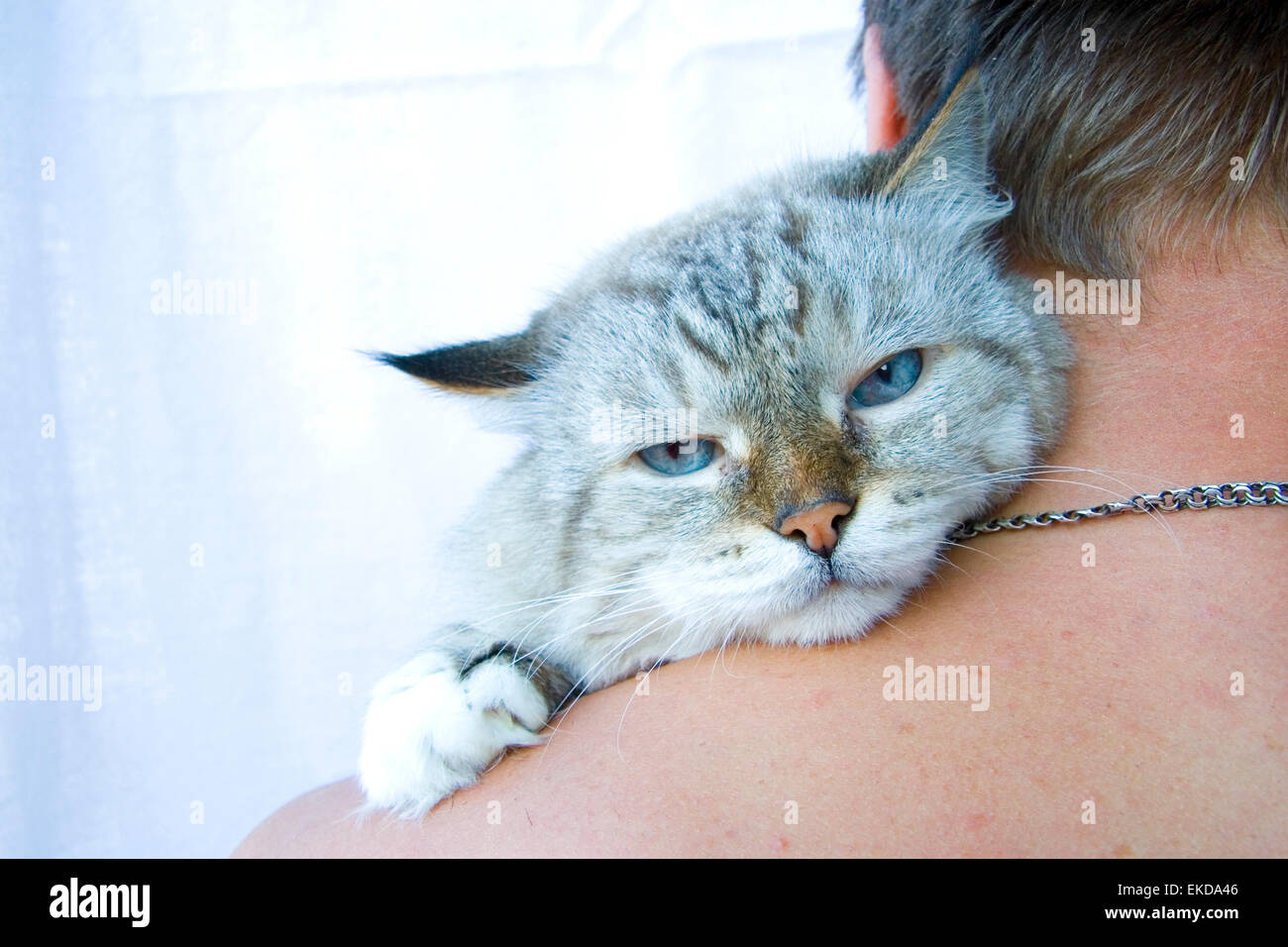 Angry cat on shoulder his owner Stock Photo - Alamy