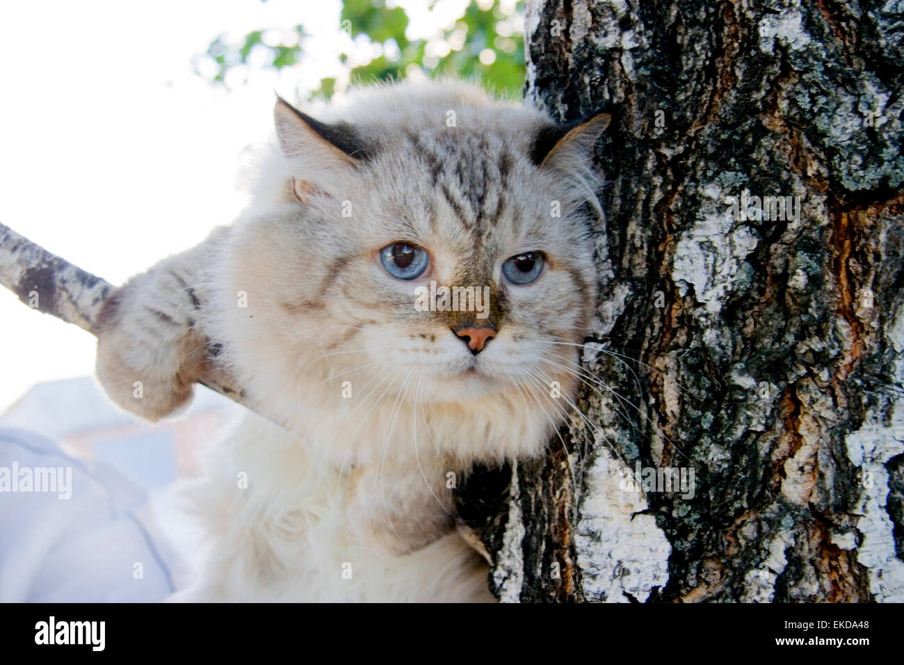 Cat tree bark hi-res stock photography and images - Alamy