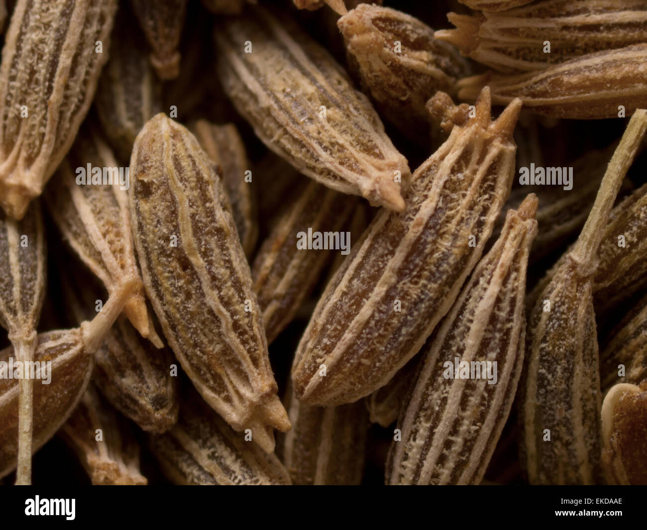 Closeup of cumin seeds hi-res stock photography and images - Alamy