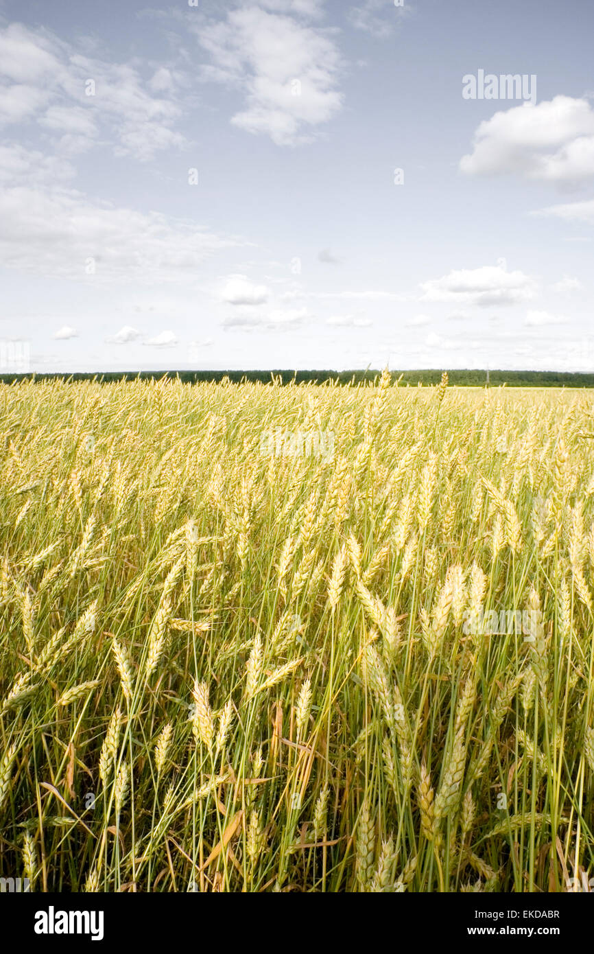 Wheat field golden and grey sky Stock Photo - Alamy
