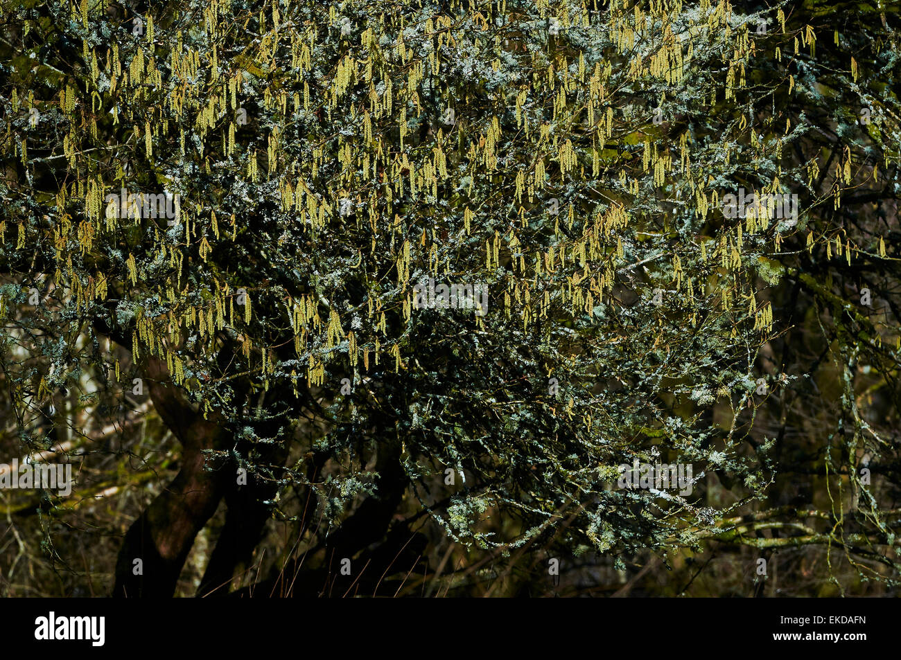 The hazel (Corylus) is a genus of deciduous trees and large shrubs ...