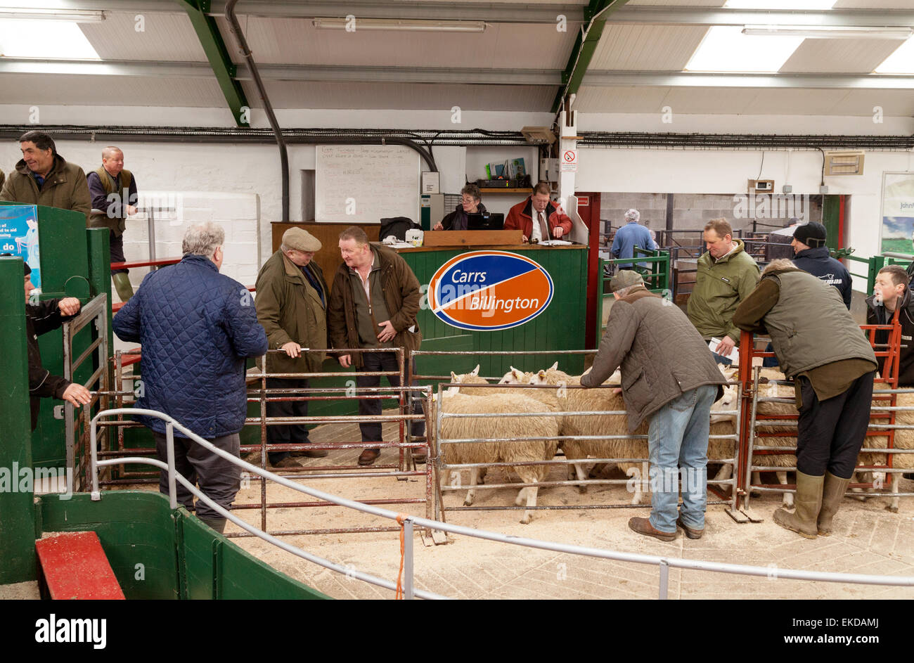 Sheep auction hi-res stock photography and images - Alamy