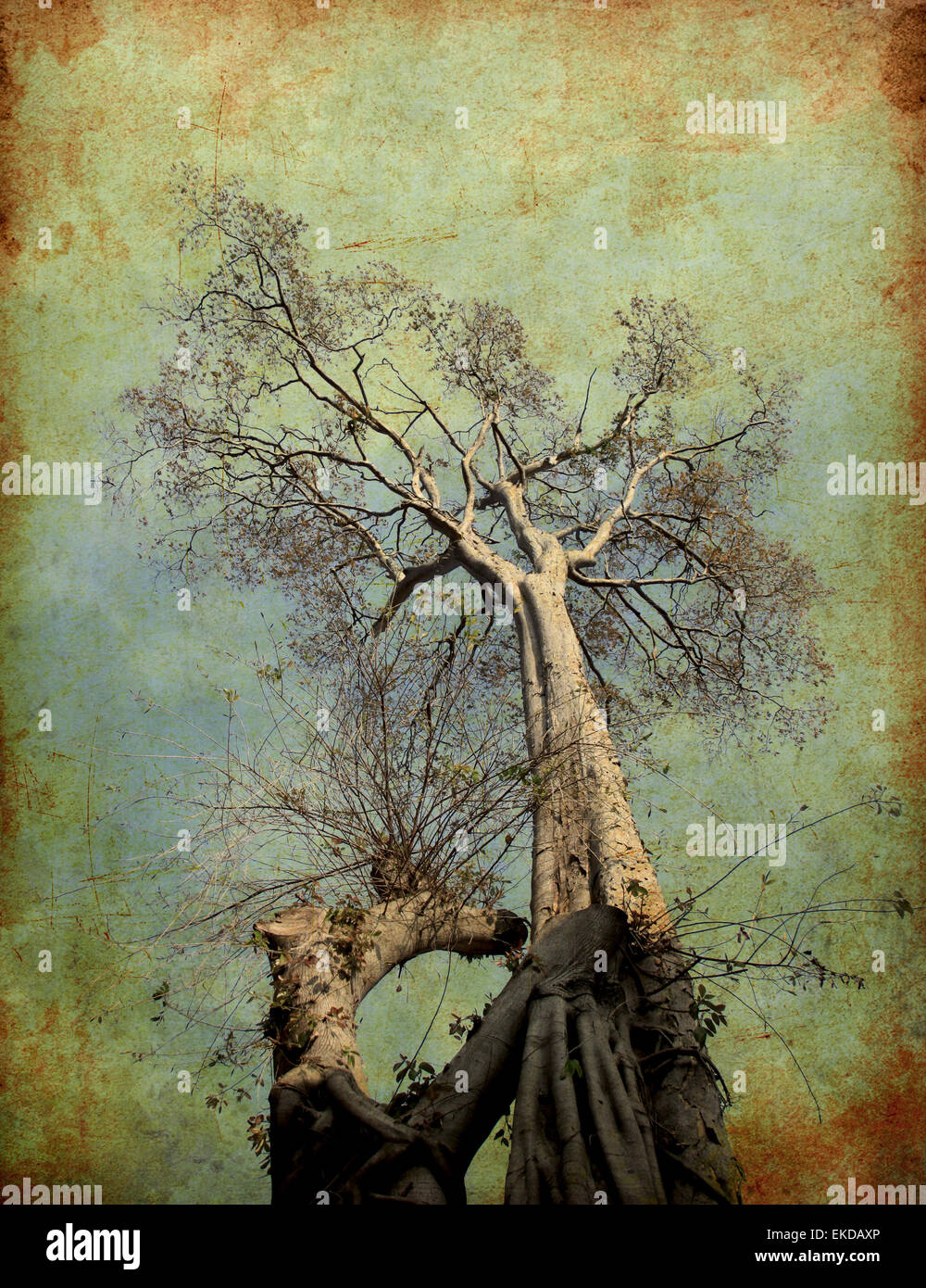 Grunge image of dried tree Stock Photo - Alamy