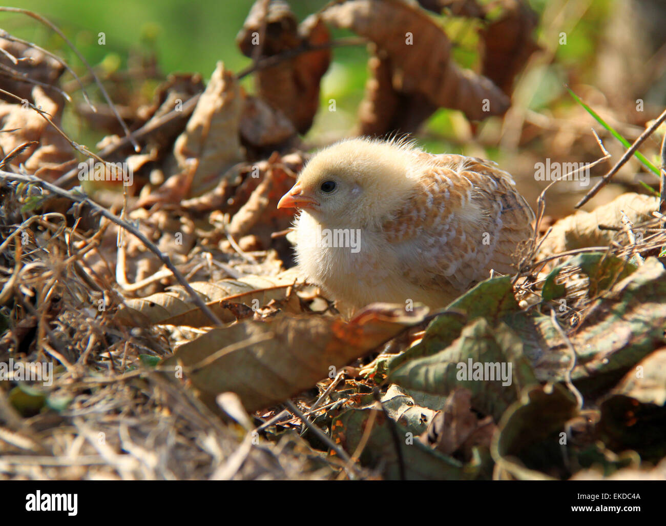 Newborn chicken hi-res stock photography and images - Alamy