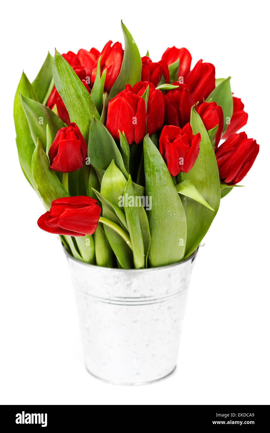 Tulips red fresh spring Cut Out Stock Images & Pictures - Alamy