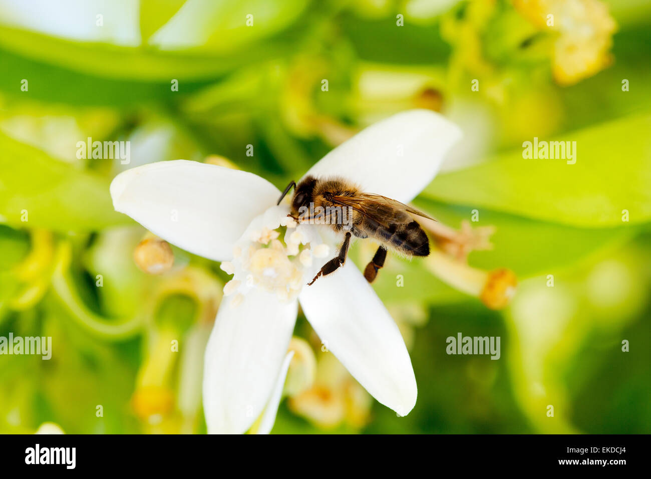 Bee pollinating orange blossom flower in spring Stock Photo - Alamy