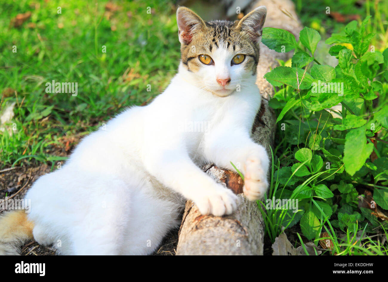 Cat lying on log hi-res stock photography and images - Alamy