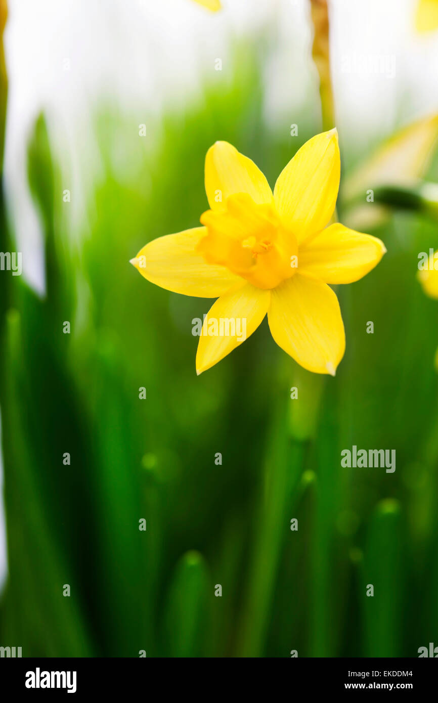 Daffodil color hi-res stock photography and images - Alamy