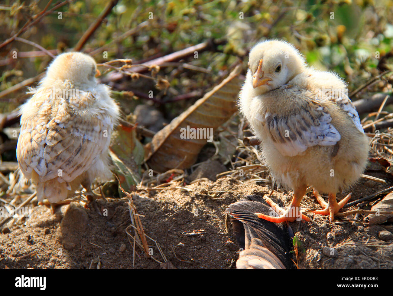 Furry chickens hi-res stock photography and images - Alamy