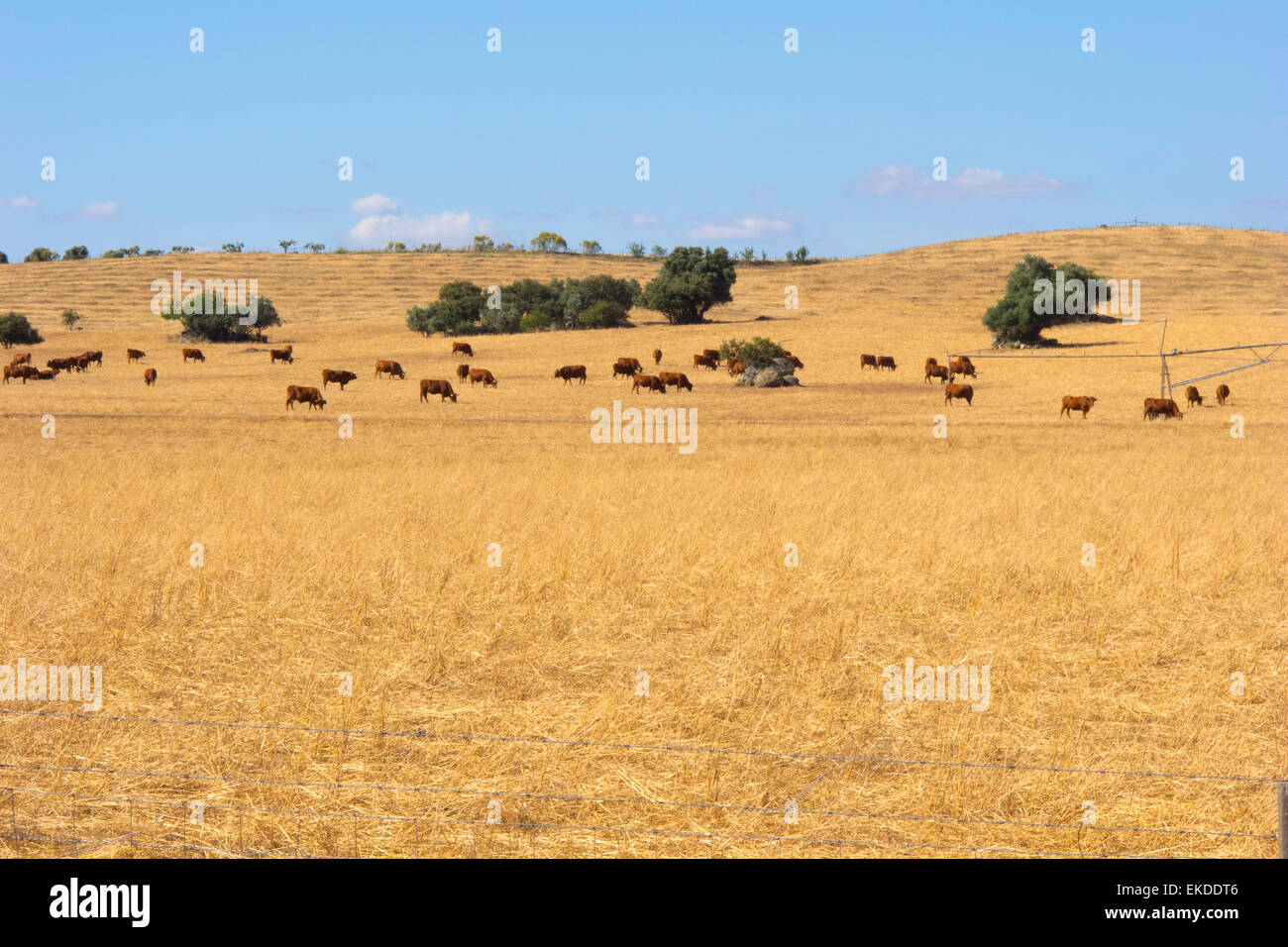 Cows and cork oaks on a cut wheat field in the Alentejo plains ...