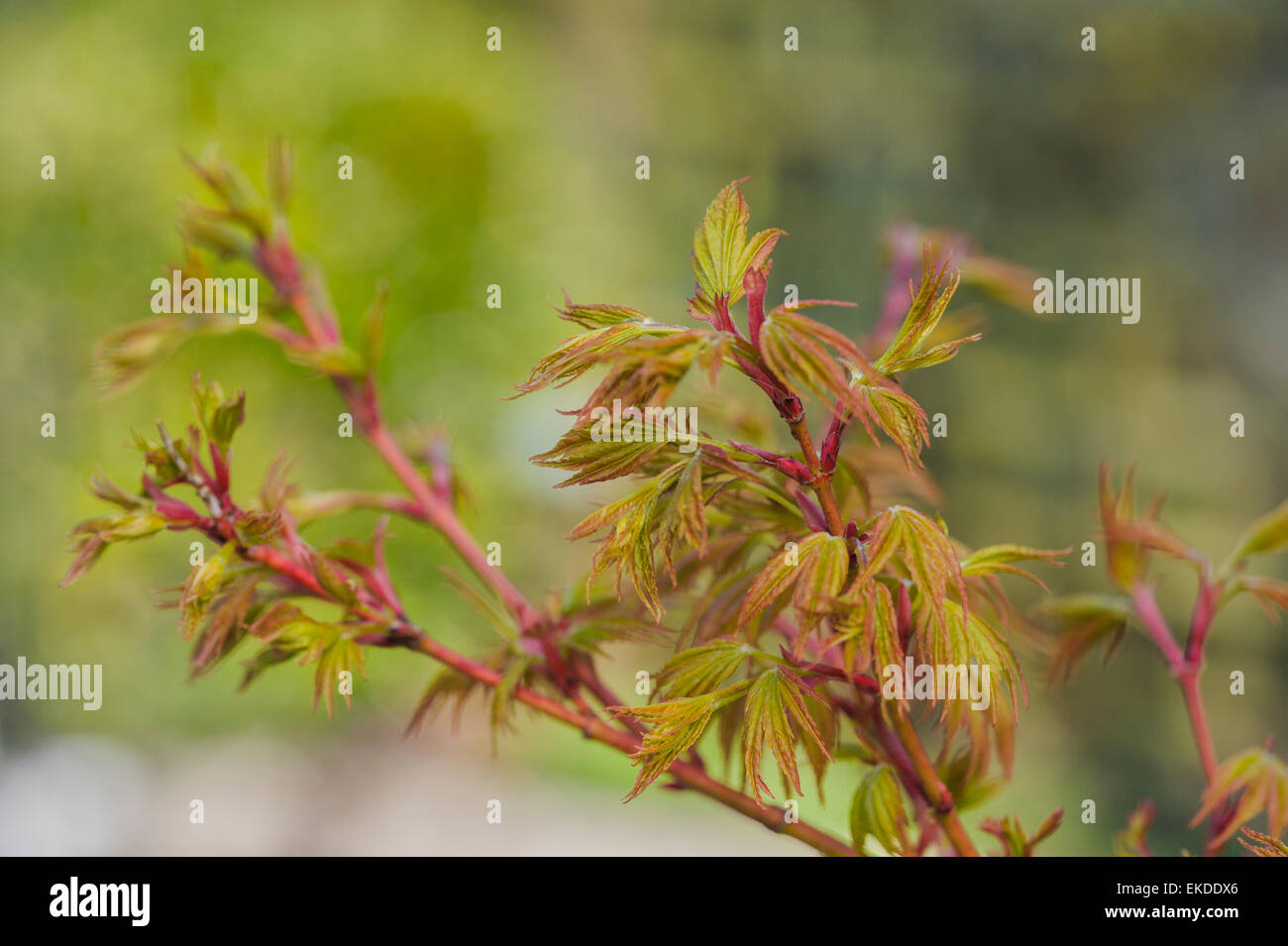 Acer palmatum senkaki hi-res stock photography and images - Alamy