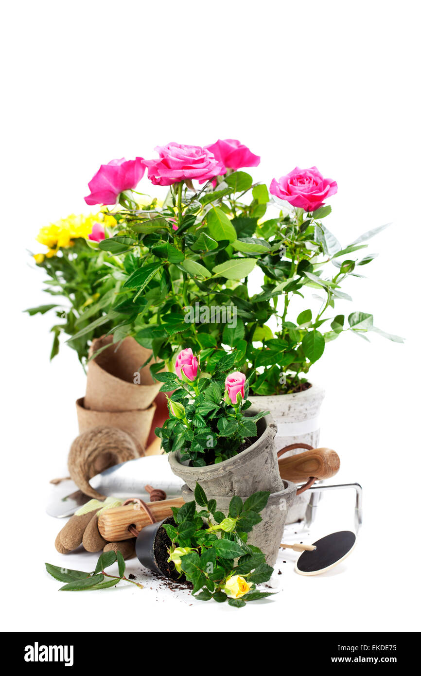 Pink rose garden in Cut Out Stock Images & Pictures - Alamy