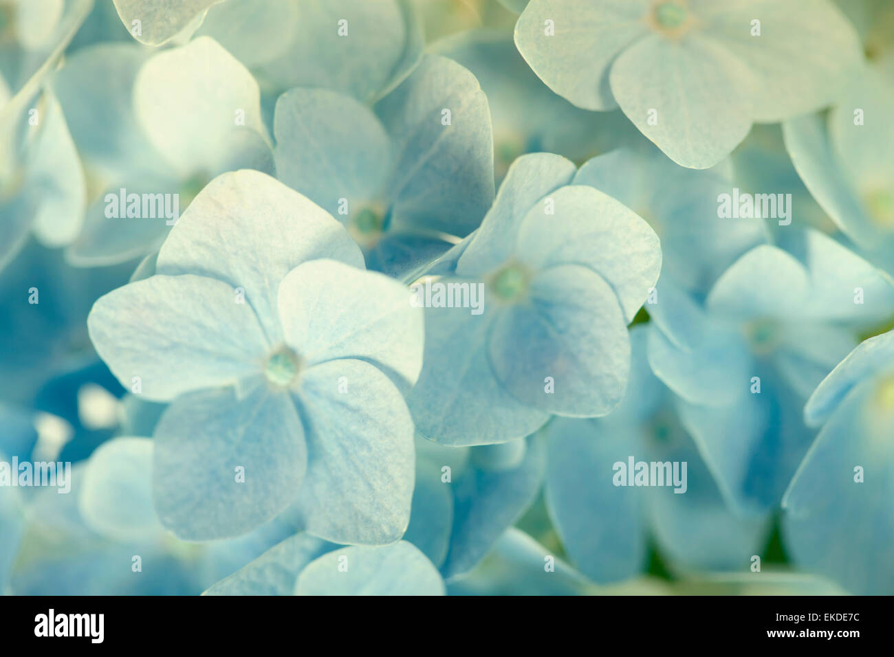 Beautiful blue hydrangea Stock Photo - Alamy