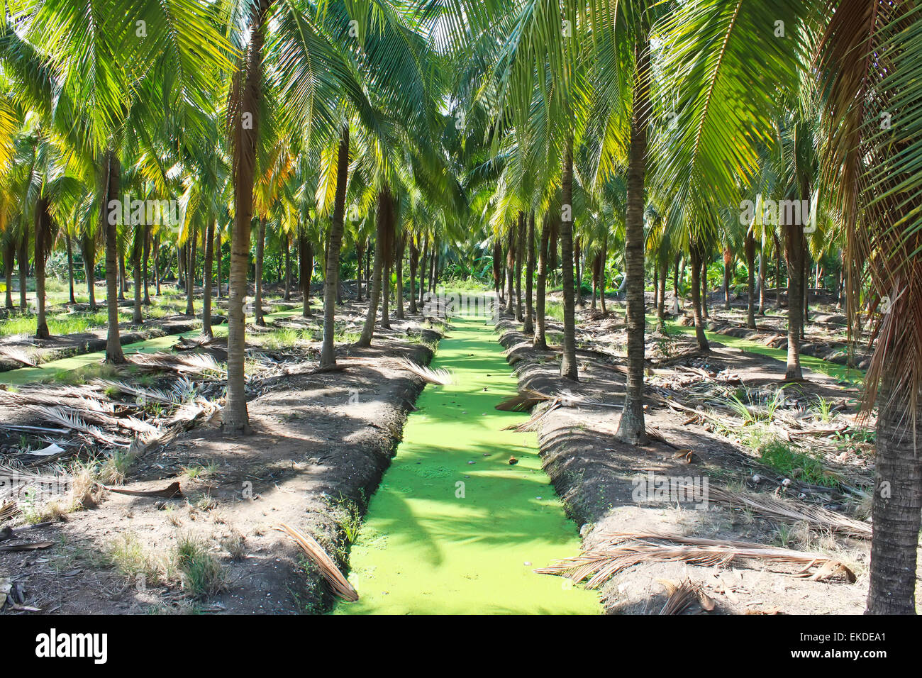 The line of sugar palm trees Stock Photo - Alamy