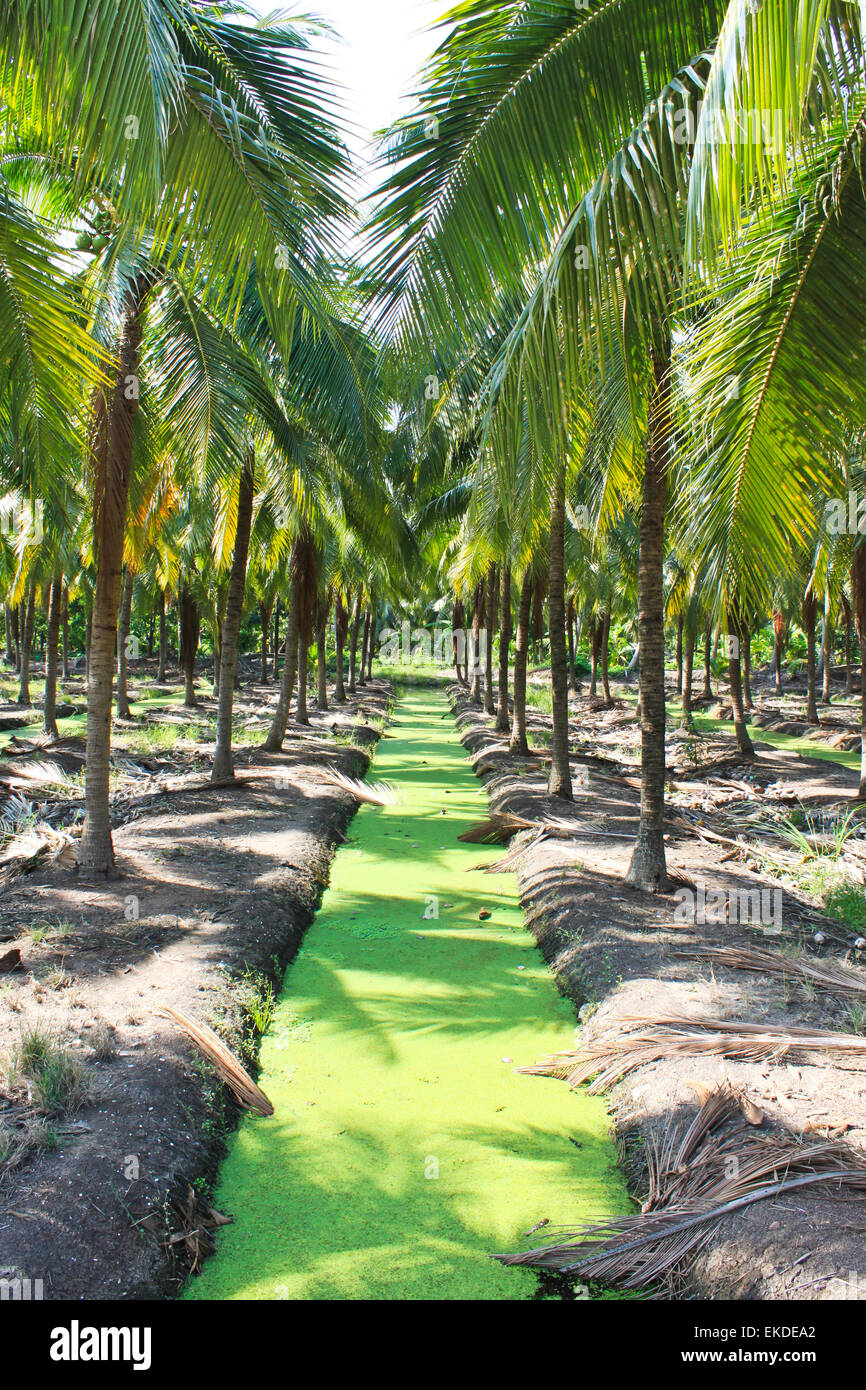 The line of sugar palm trees Stock Photo - Alamy