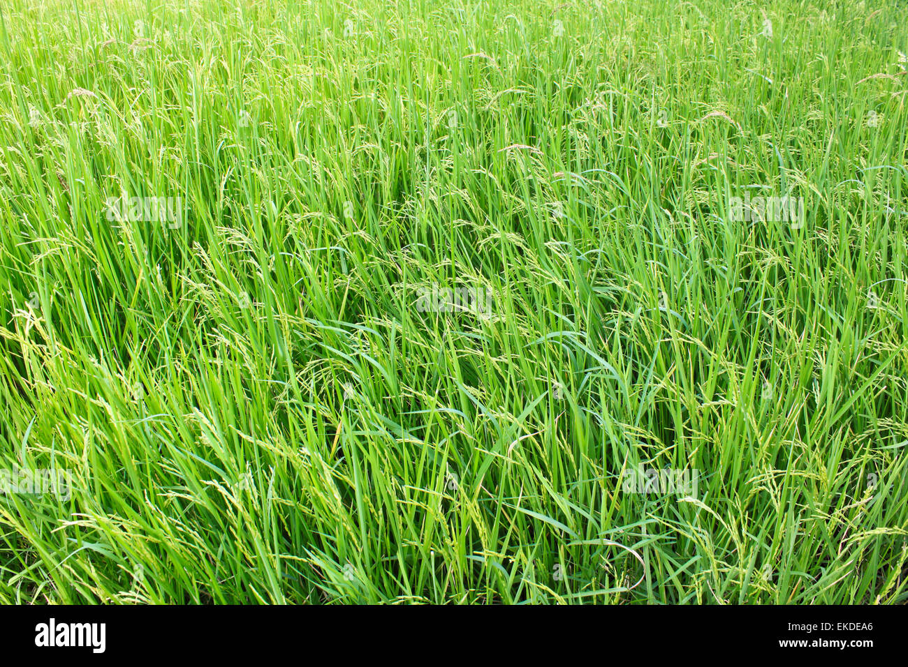 Paddy field in thailand Stock Photo - Alamy