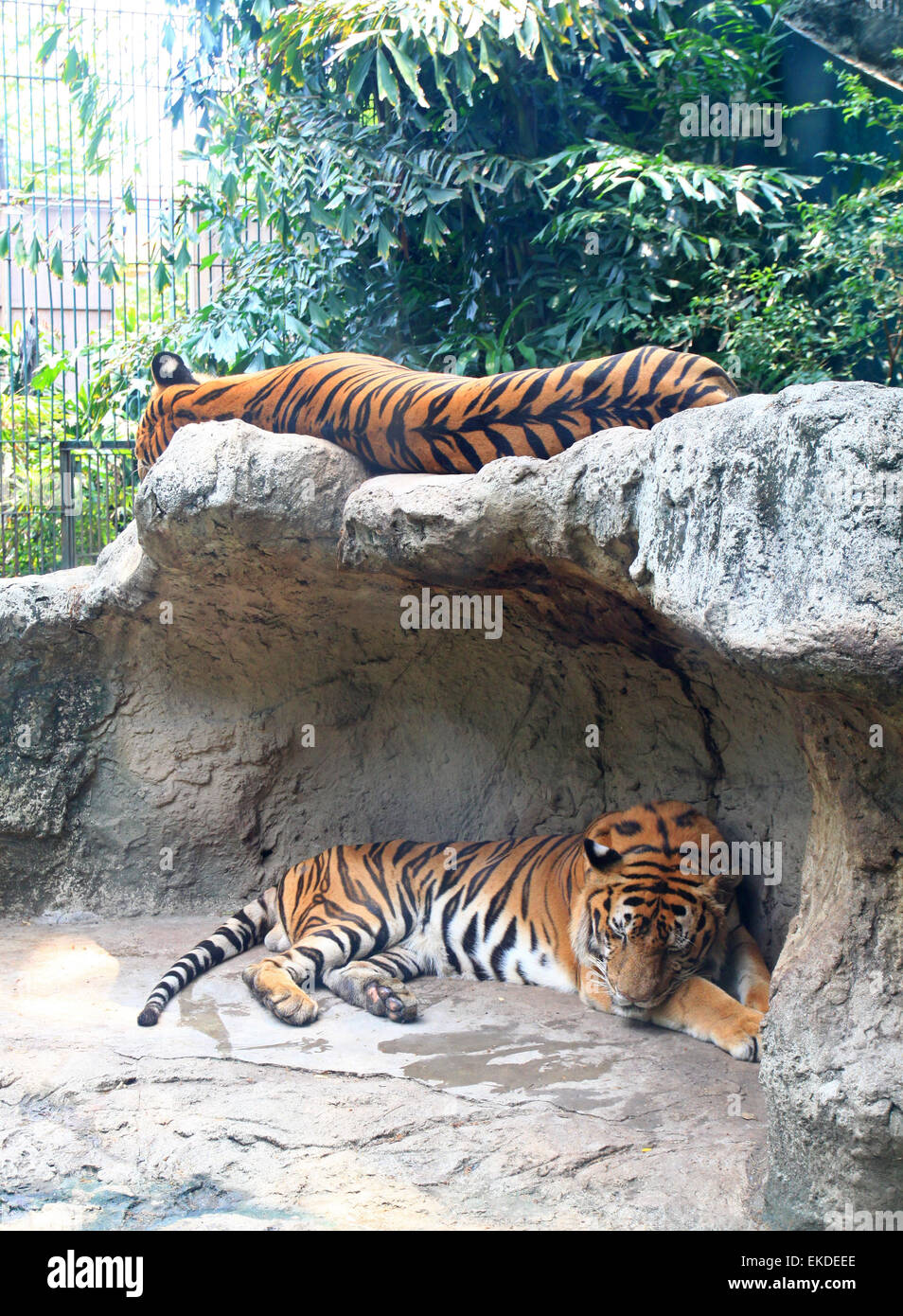 Tiger sleeping in tree hi-res stock photography and images - Alamy