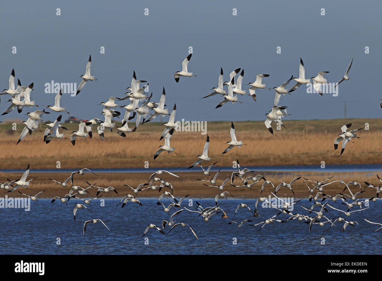 Avocet (Recurvirostra avosetta Stock Photo - Alamy