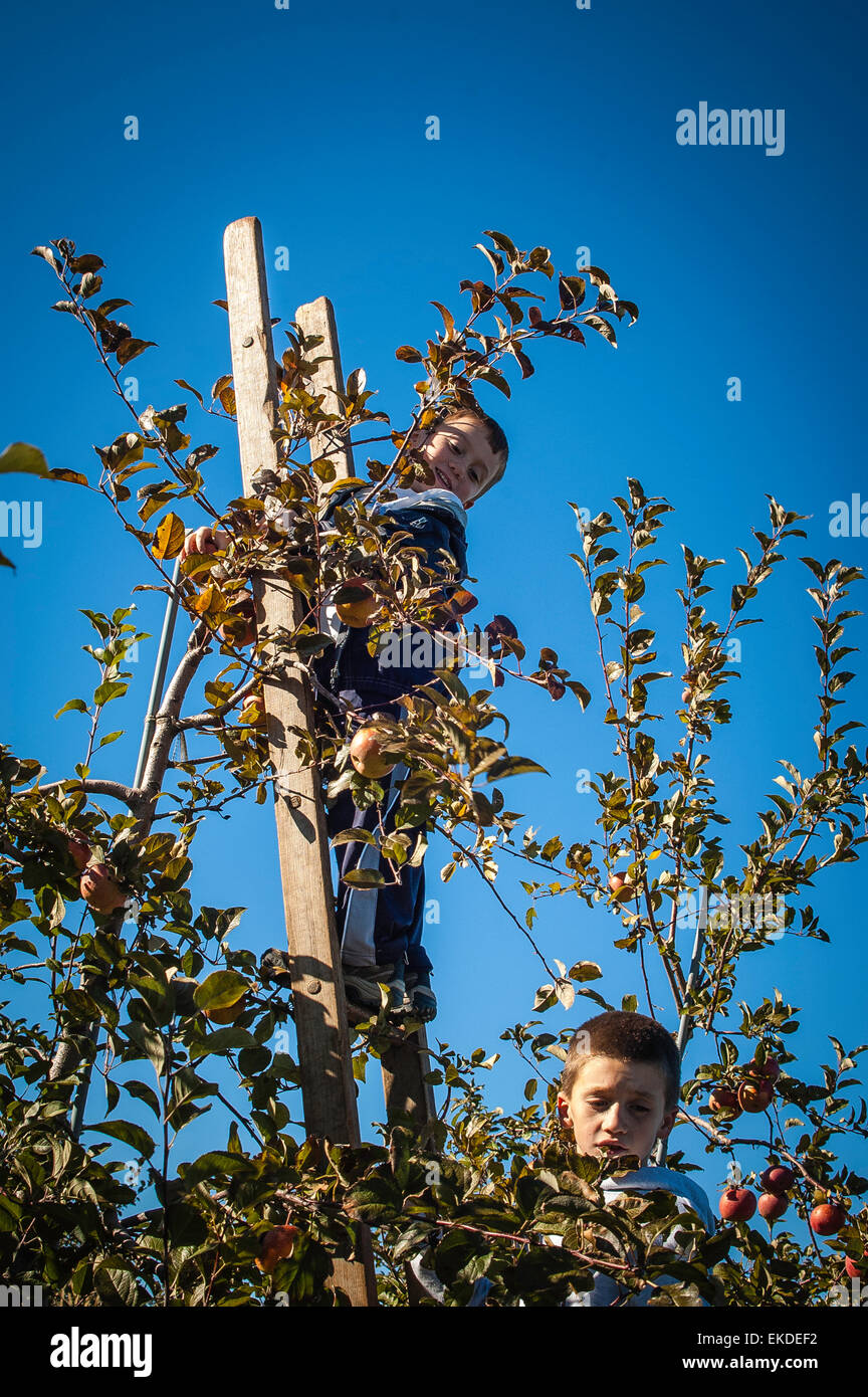 Apple pickin hi-res stock photography and images - Alamy
