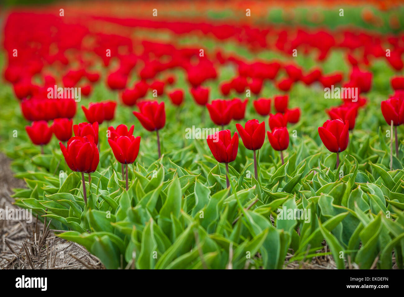 Tulips for export hi-res stock photography and images - Alamy