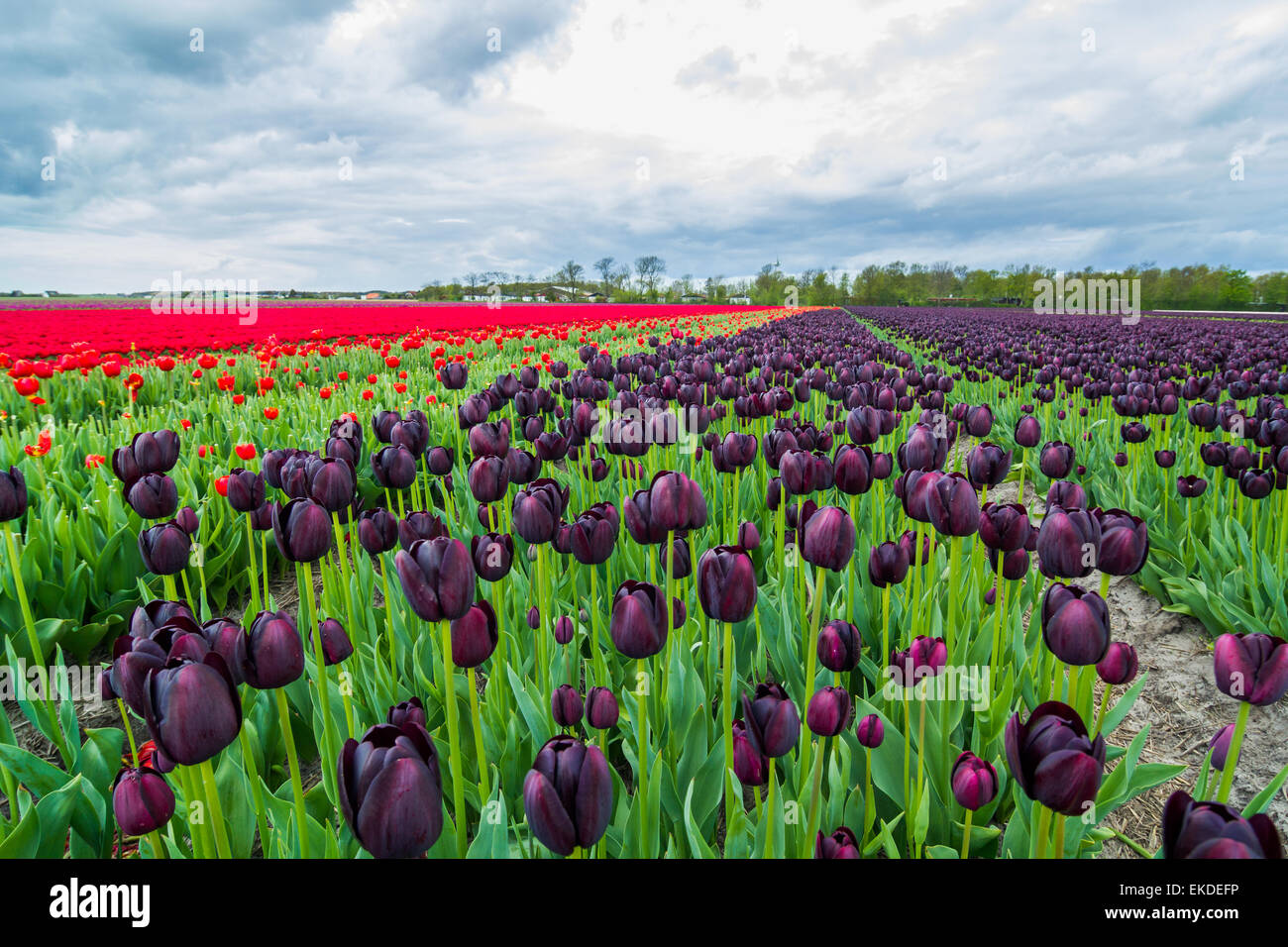 Field of tulips Stock Photo - Alamy
