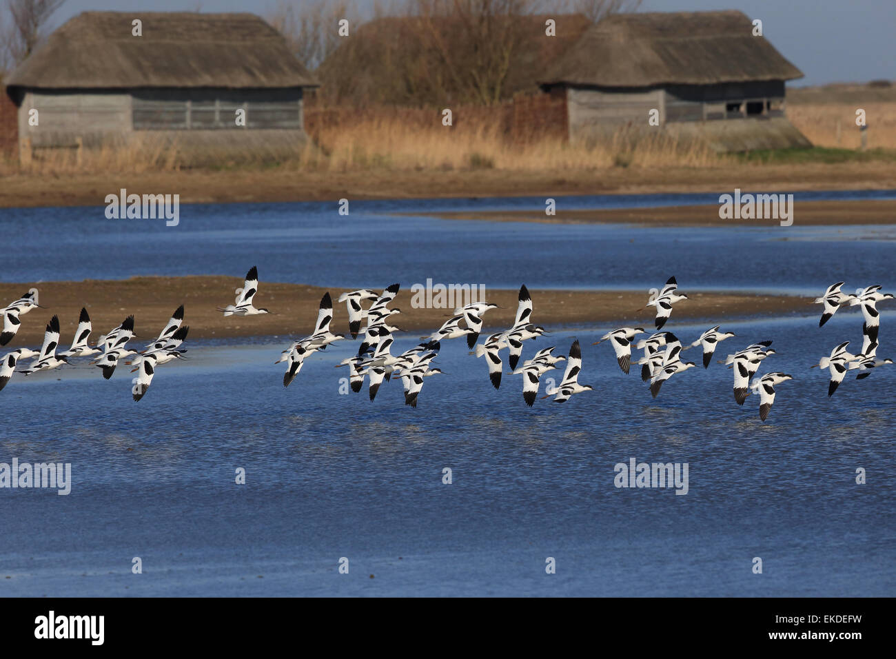 Avocet (Recurvirostra avosetta Stock Photo - Alamy