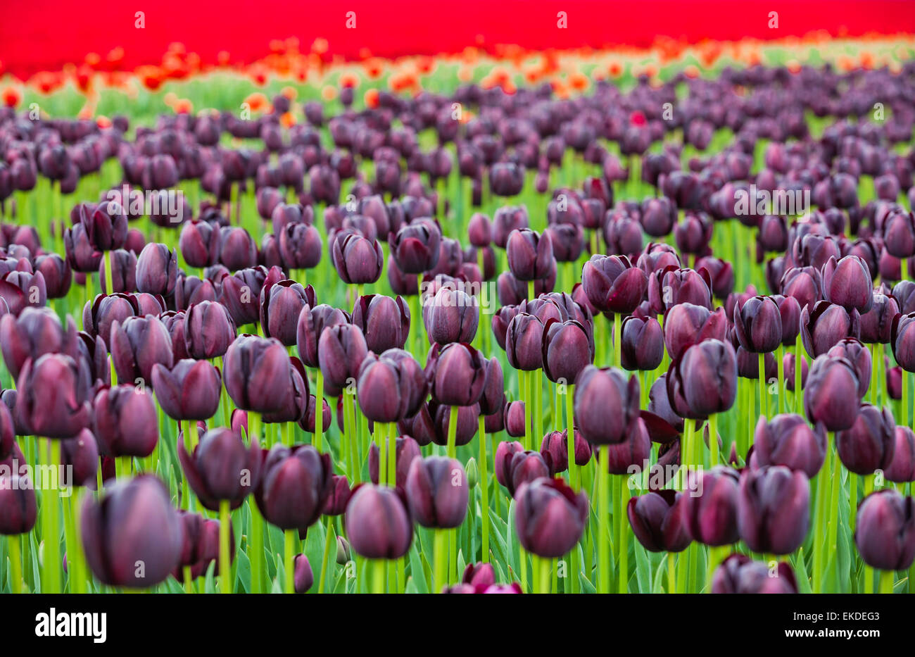 Field of tulips Stock Photo - Alamy